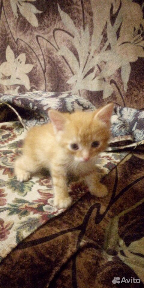 Котёнок рыжий 1.2 месяца