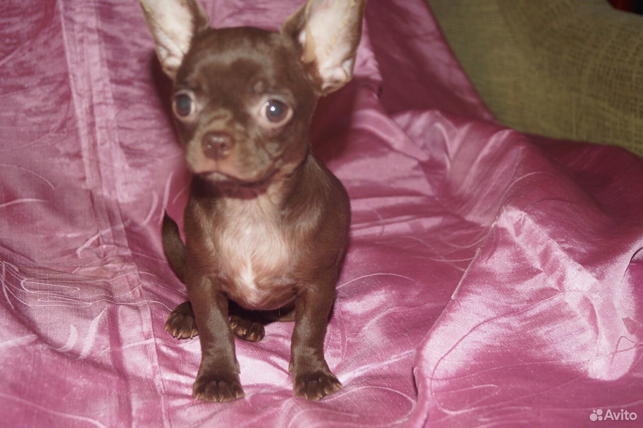 Шокодевочка