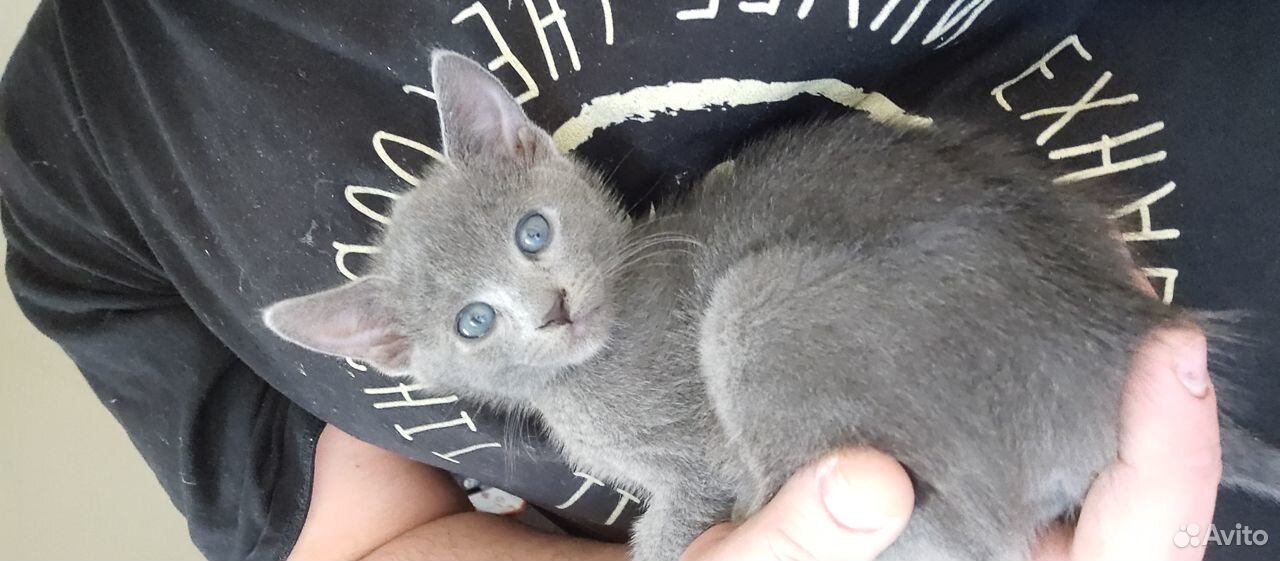 Русские голубые котята