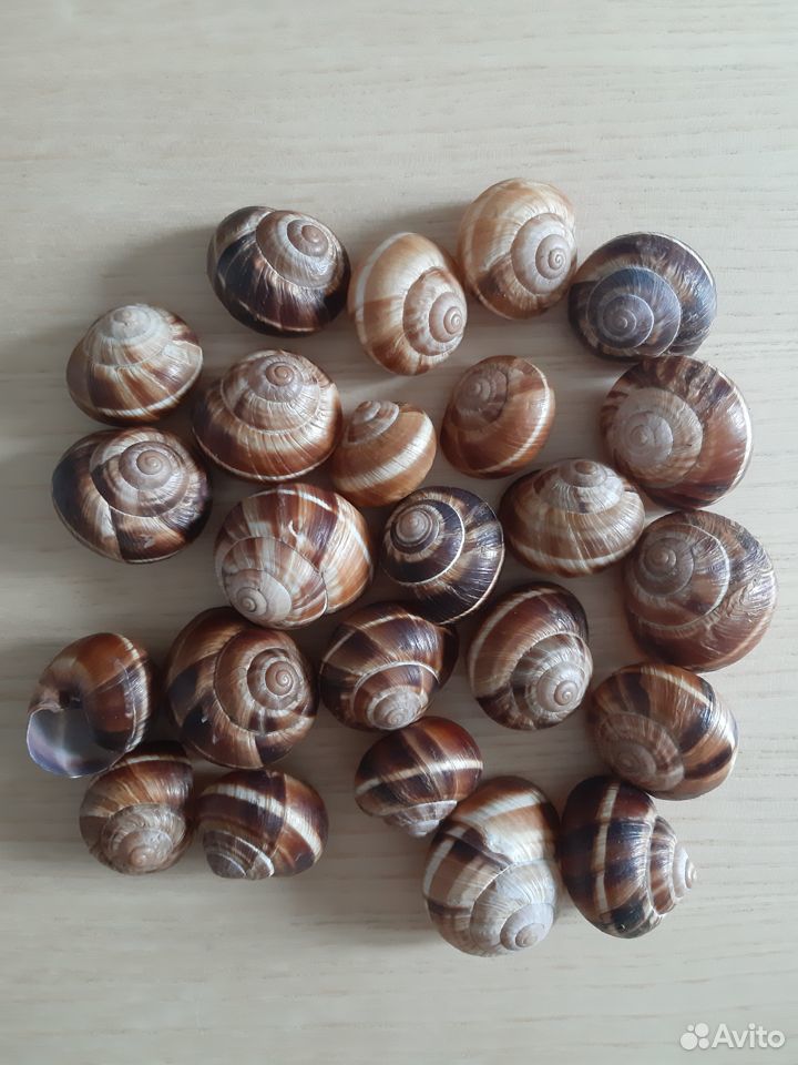 Раковины улиток