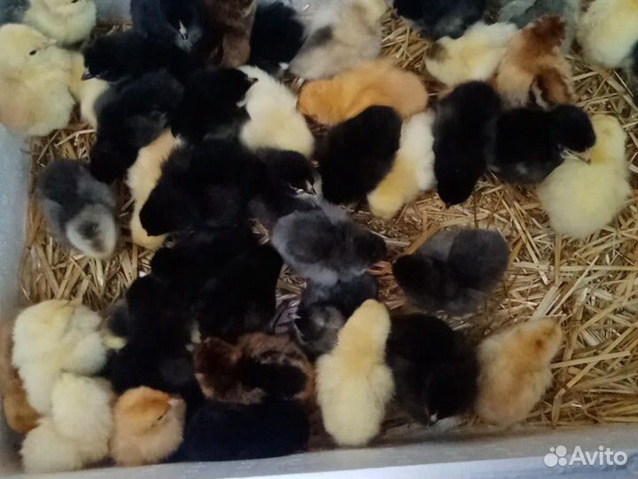 Суточные цыплята