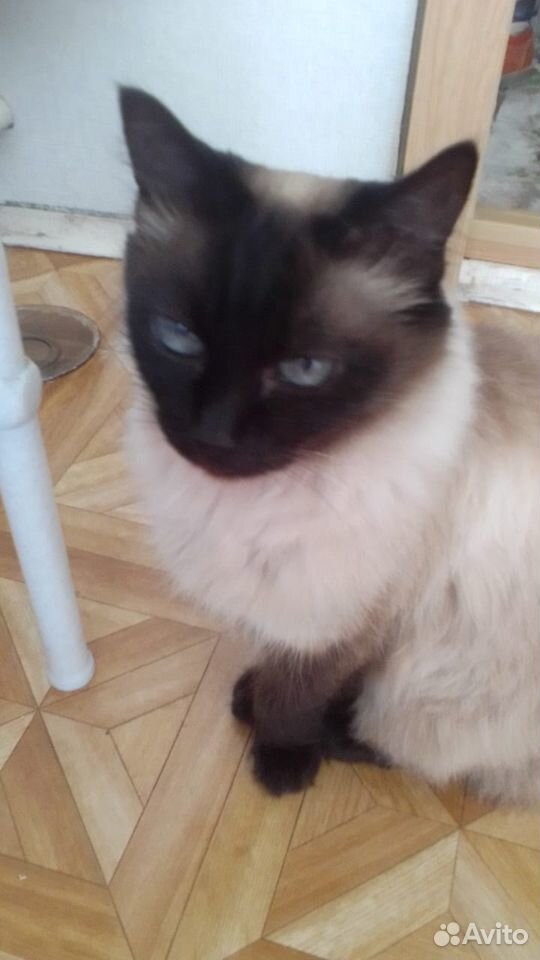 Пропала кошка