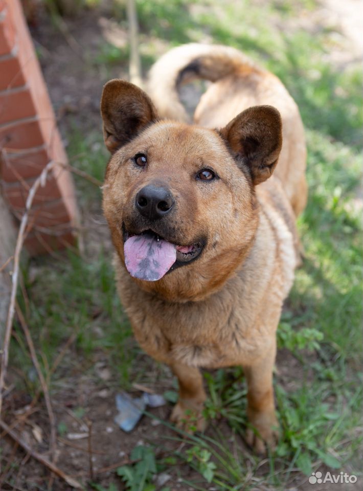 Красивый мордатый пес ищет своих людей