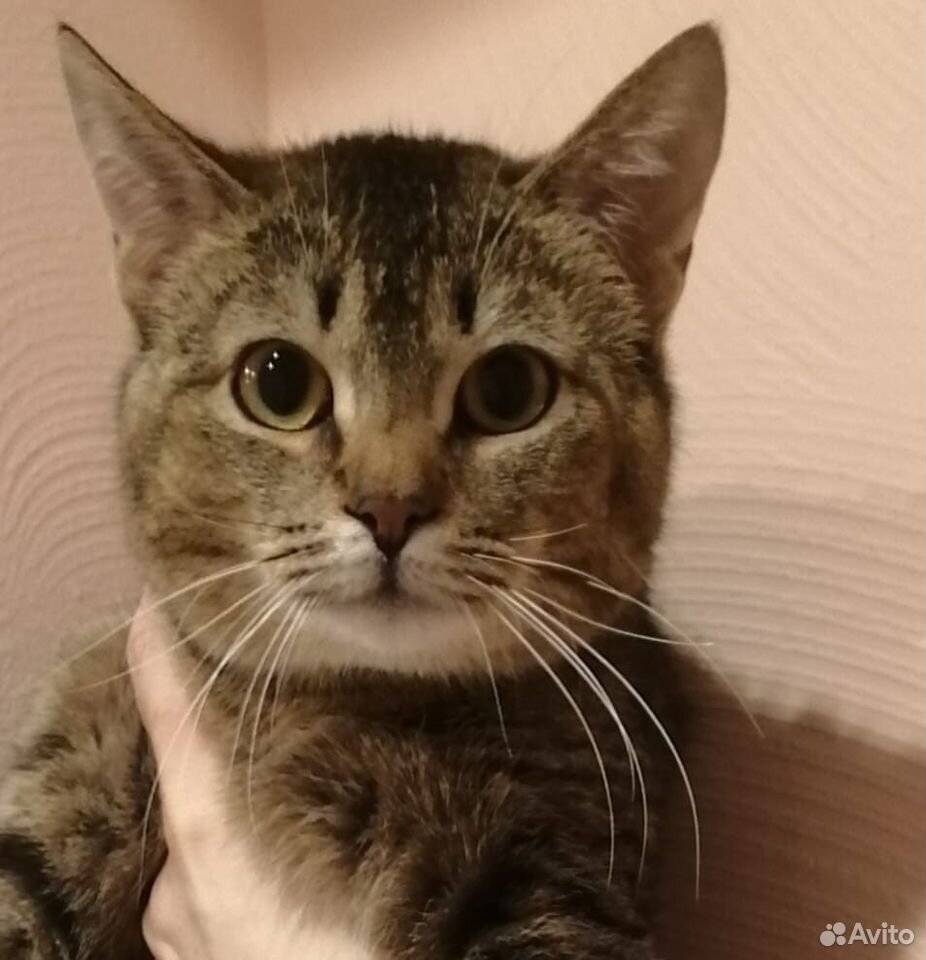 В добрые руки преданного хозяевами котика