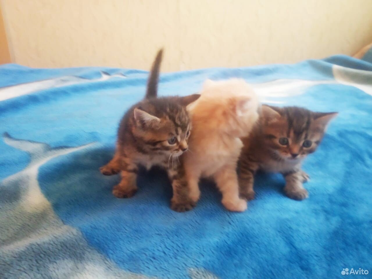 Кошка и коты