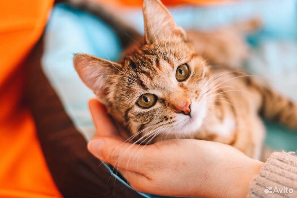 Ласковая кошка в добрые руки