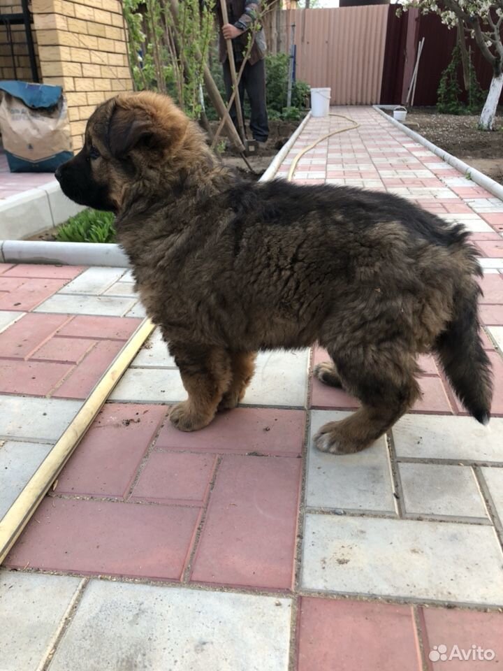 Продаётся щенок