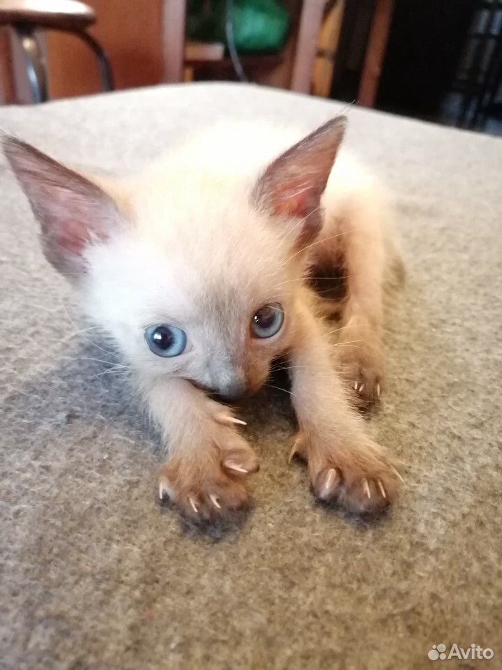 Котенок девочка, в добрые руки