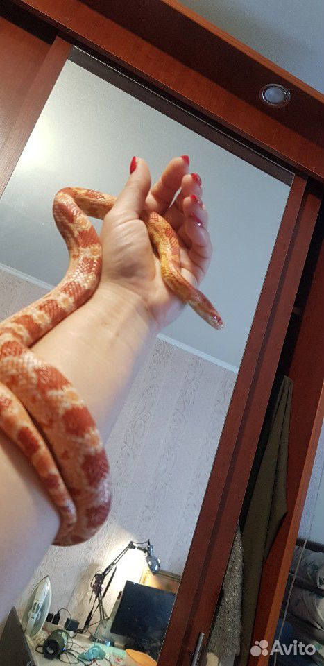 Змея маисовый полоз, 1г,7мес, самка