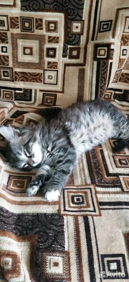 Котенок в добрые руки