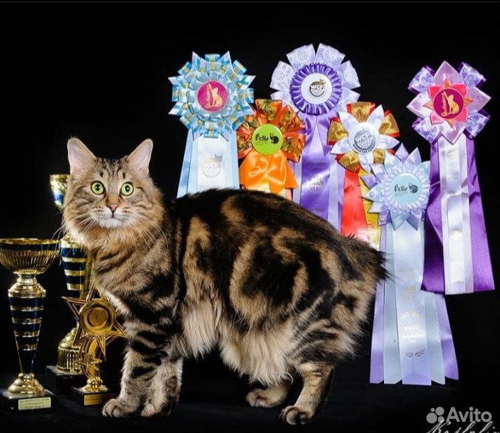 Котята от международного чемпиона
