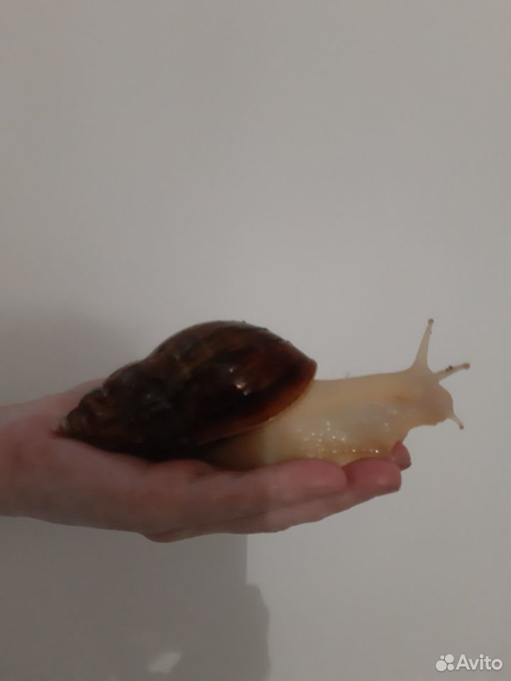 Улитки ахатины в добрые руки