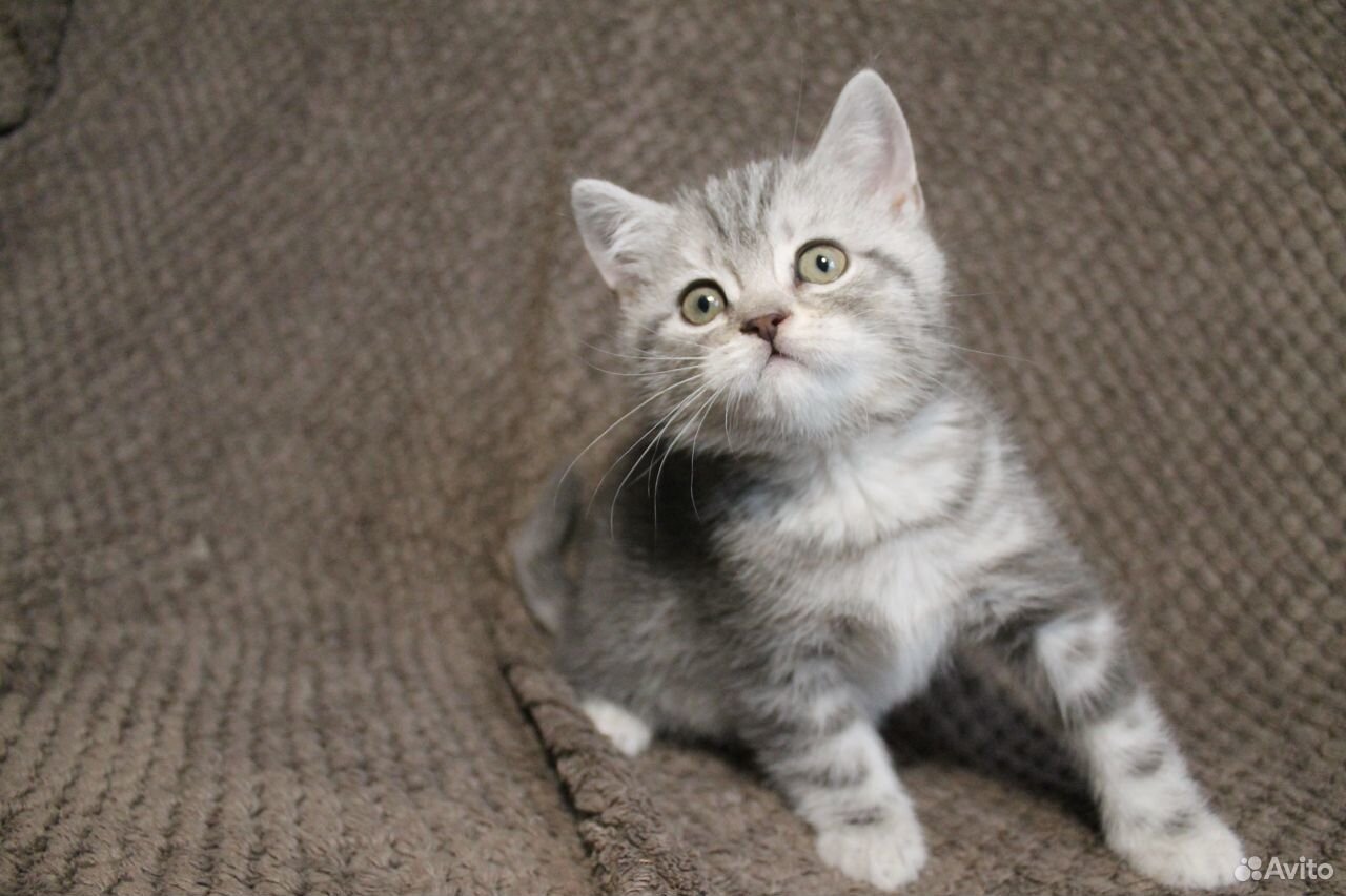 Продаются Шотландские котята