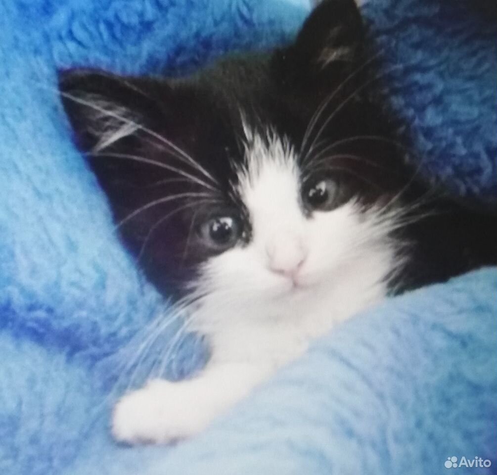 Черно-белое чудо ждет хозяина