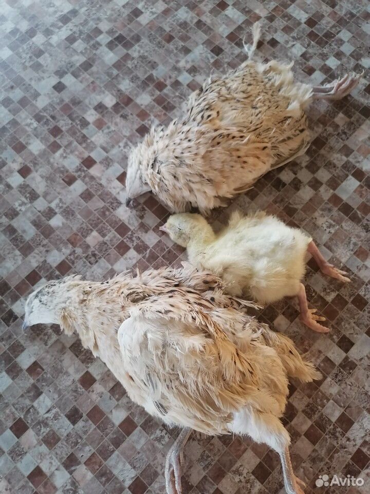 Корм для рептилий и зверей