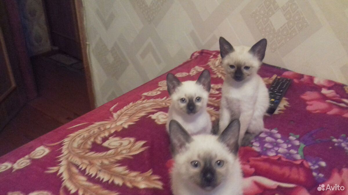 Сиамские котята