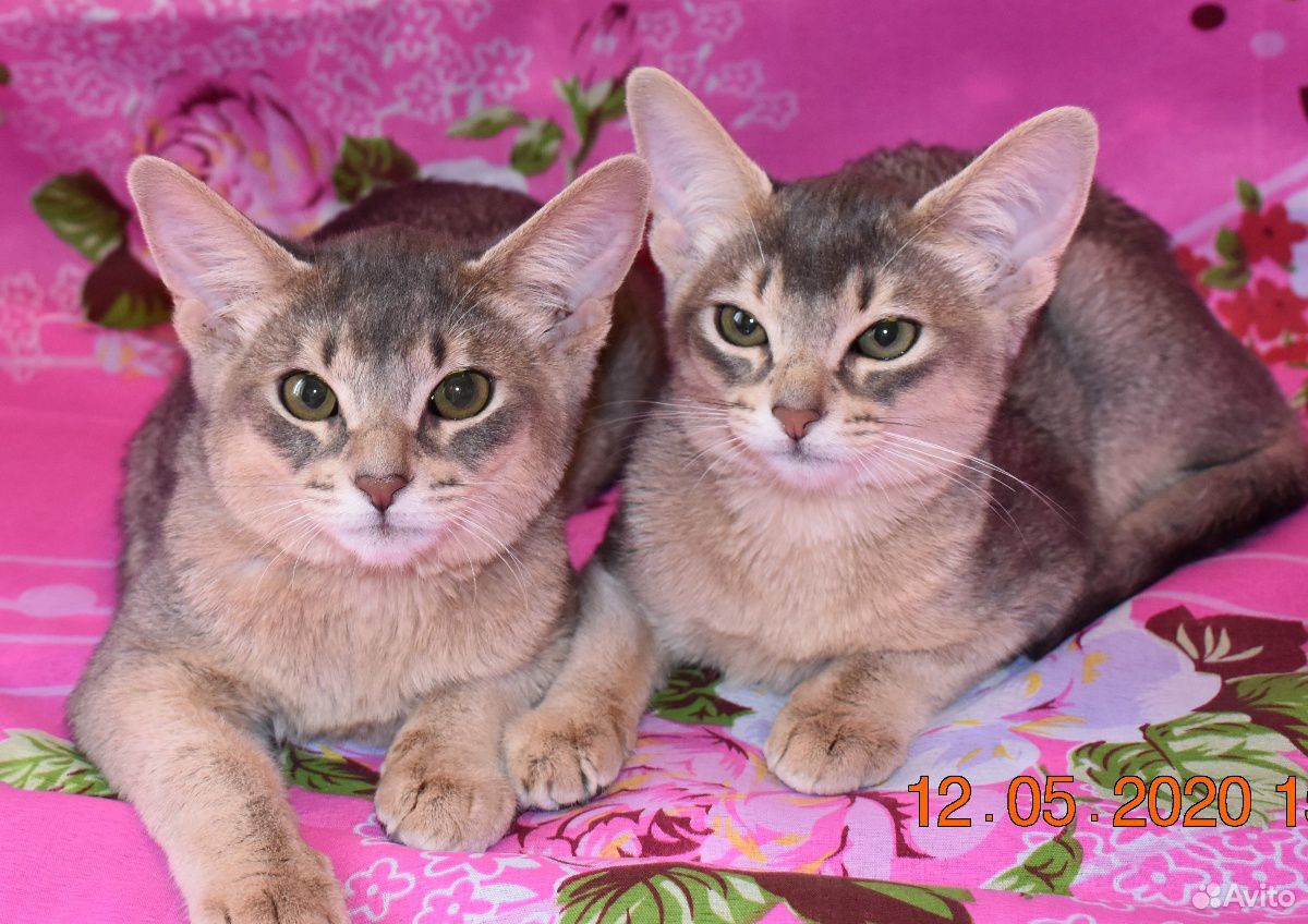 Абиссинская