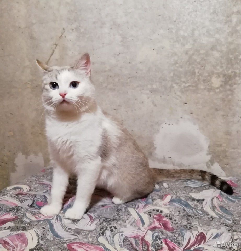 Стерилизованная ласковая кошечка