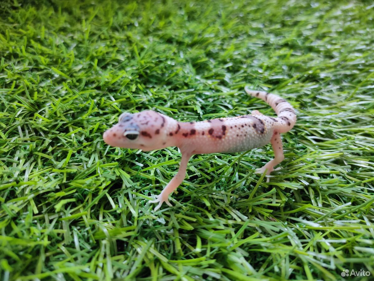 Эублефар ищет новый дом