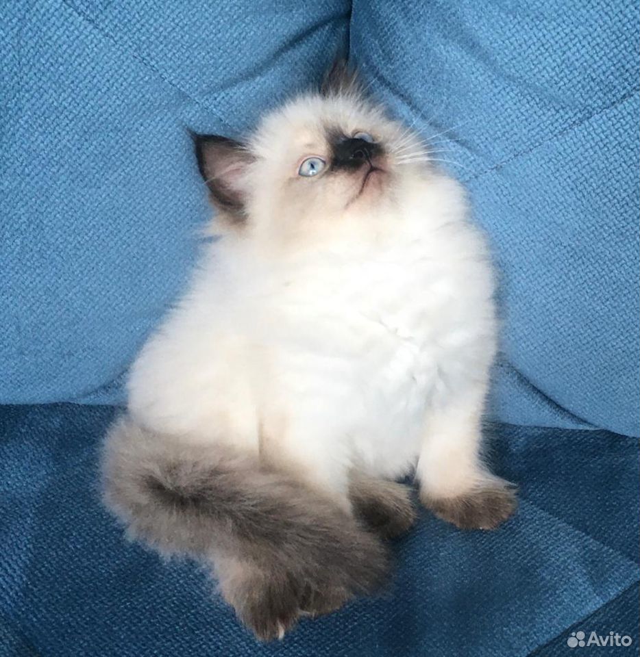 Невский маскарадный котенок 2 месяца