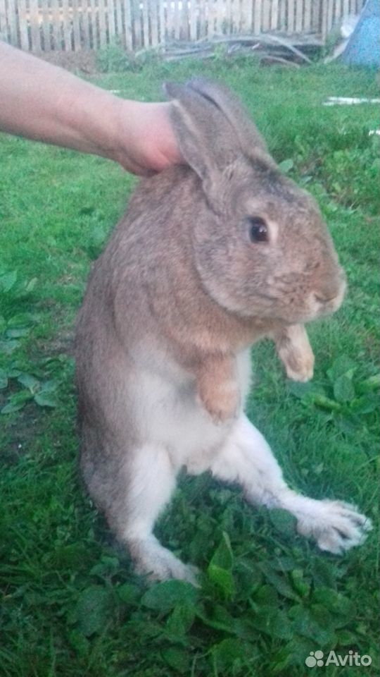Кролик самец