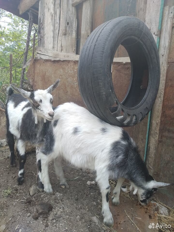 Продаются крупные козлята