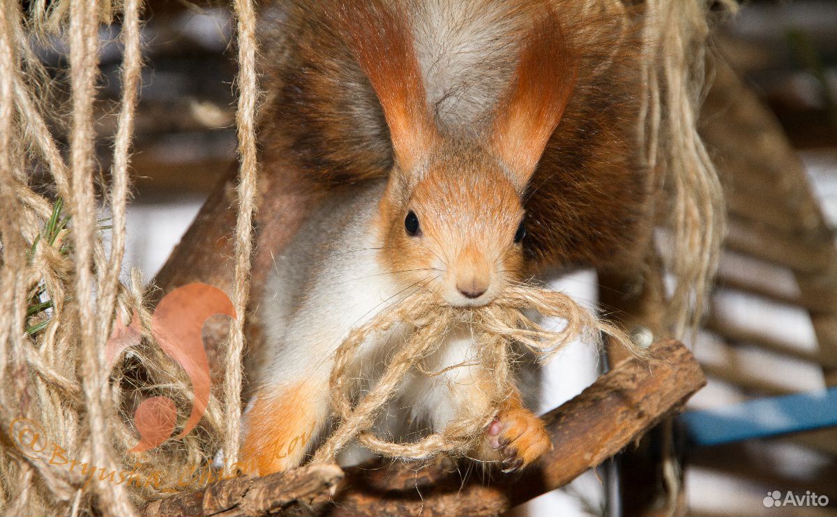 Белка ручные бельчата телеутка