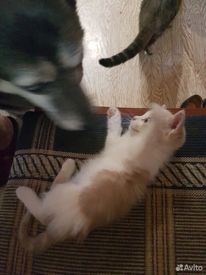 Котенок