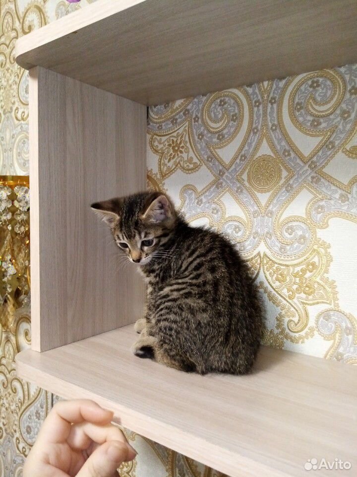 Бенгальские котята