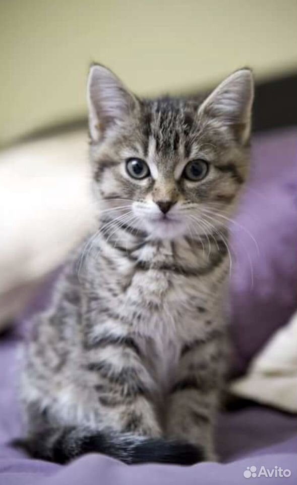 Тимошка ) Котёнок мальчик 1,5 мес