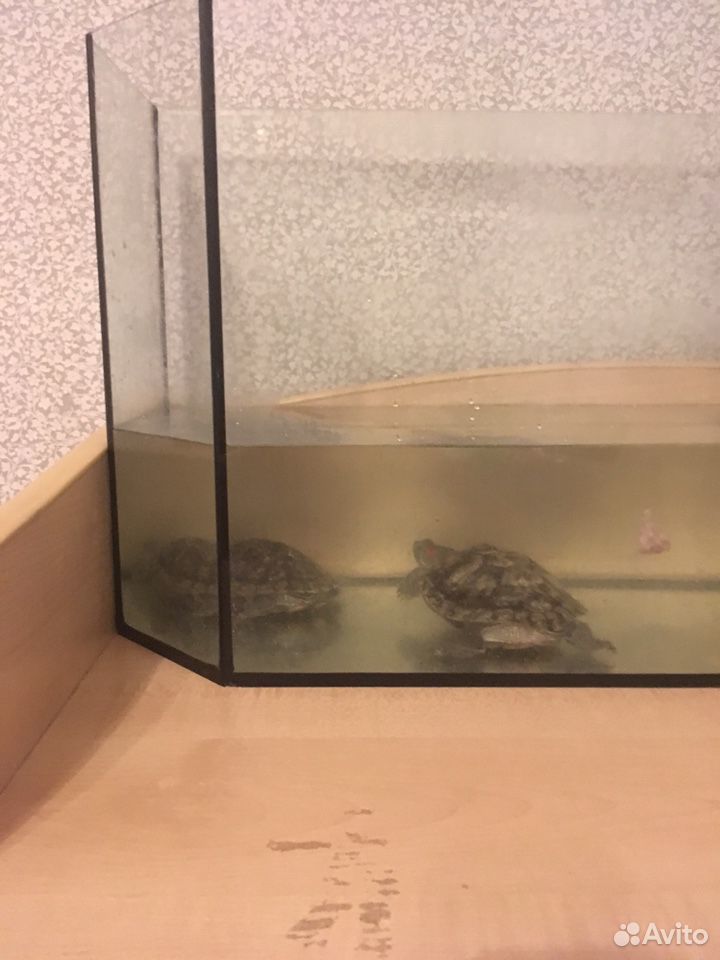 Красно ухие черепахи с аквариумом