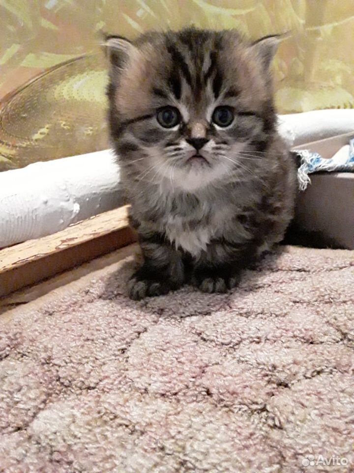 Кошечка в семью