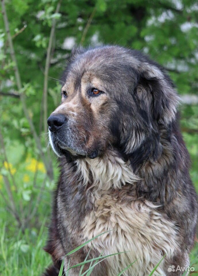 Пёс Барон в добрые руки