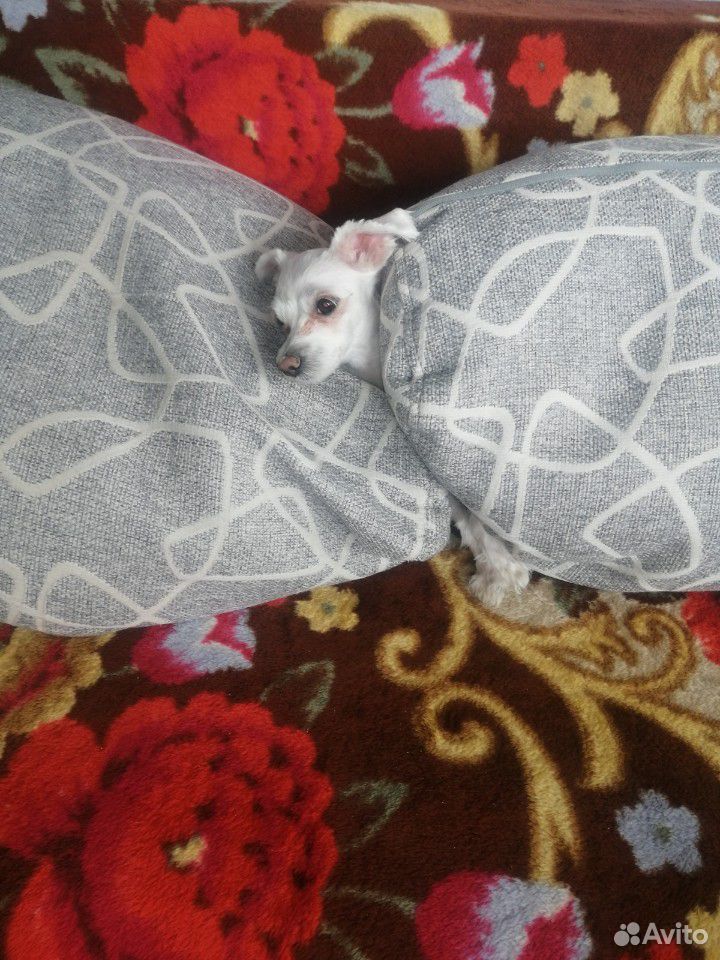 Ищем мальчика для вязки Мальтийской болонки