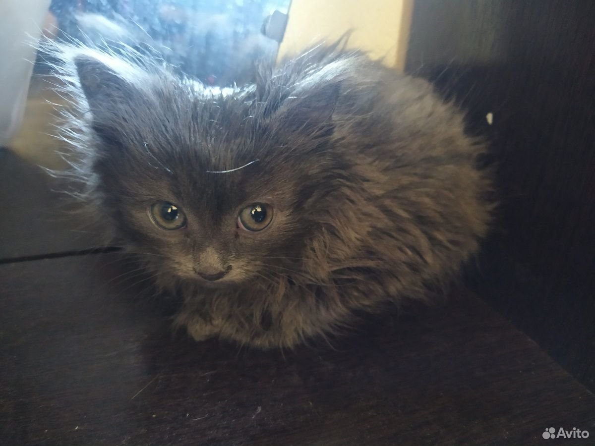 Кошка