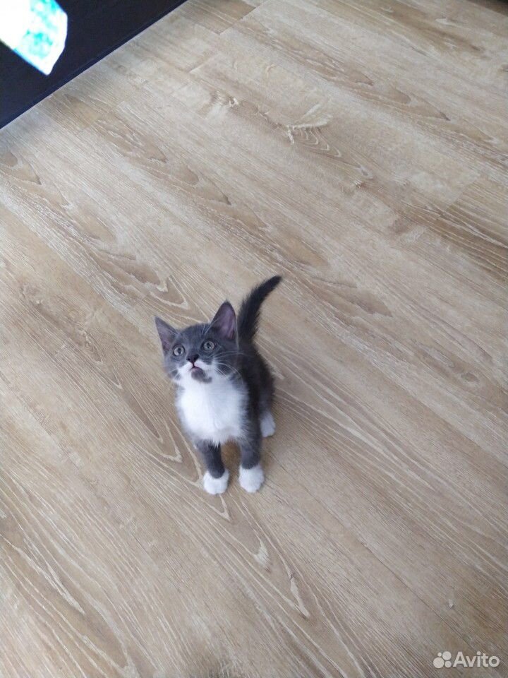 Котенок в добрые руки