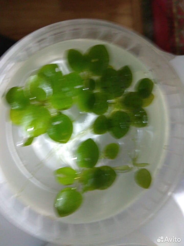 Растения и рыбы