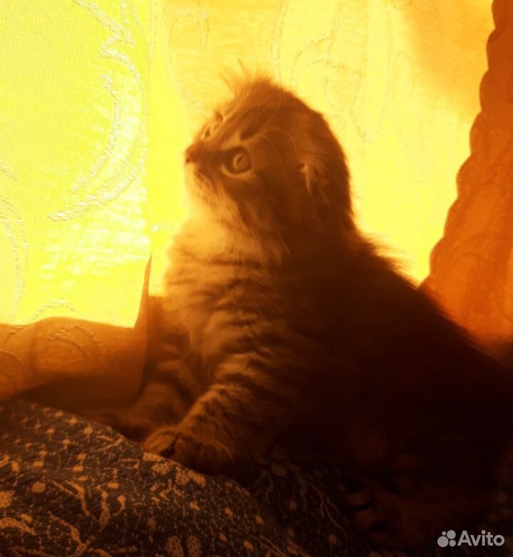 Вислоухий котёнок