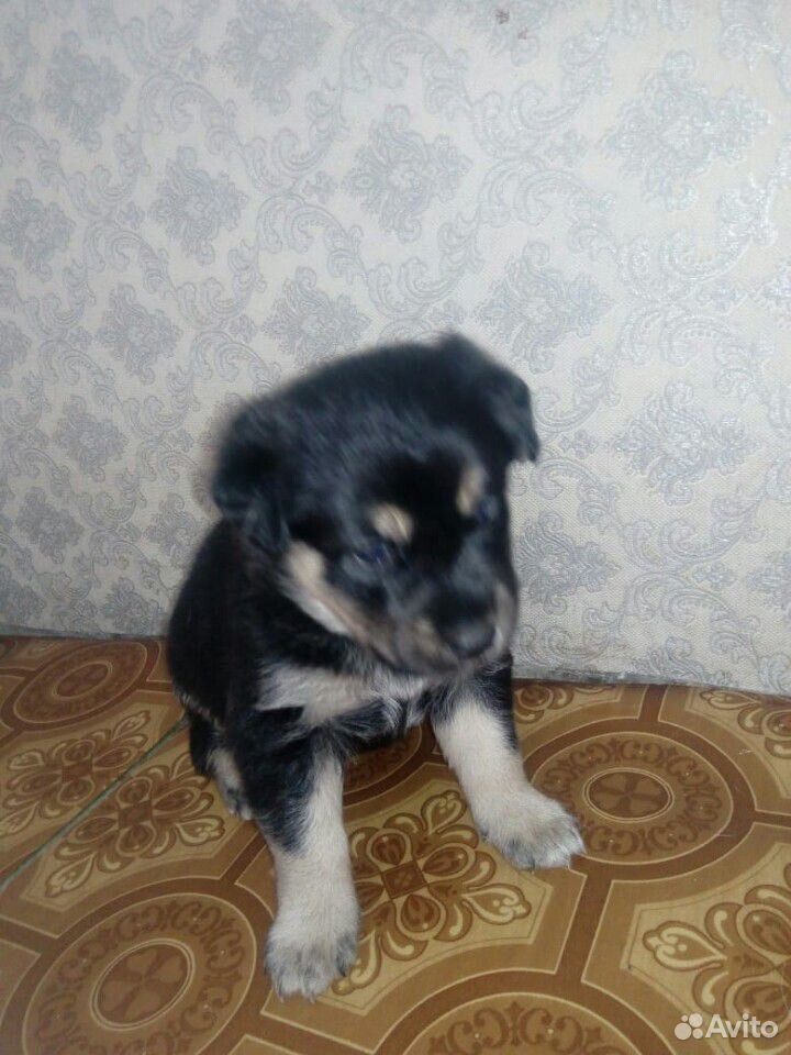 Шенок помесь