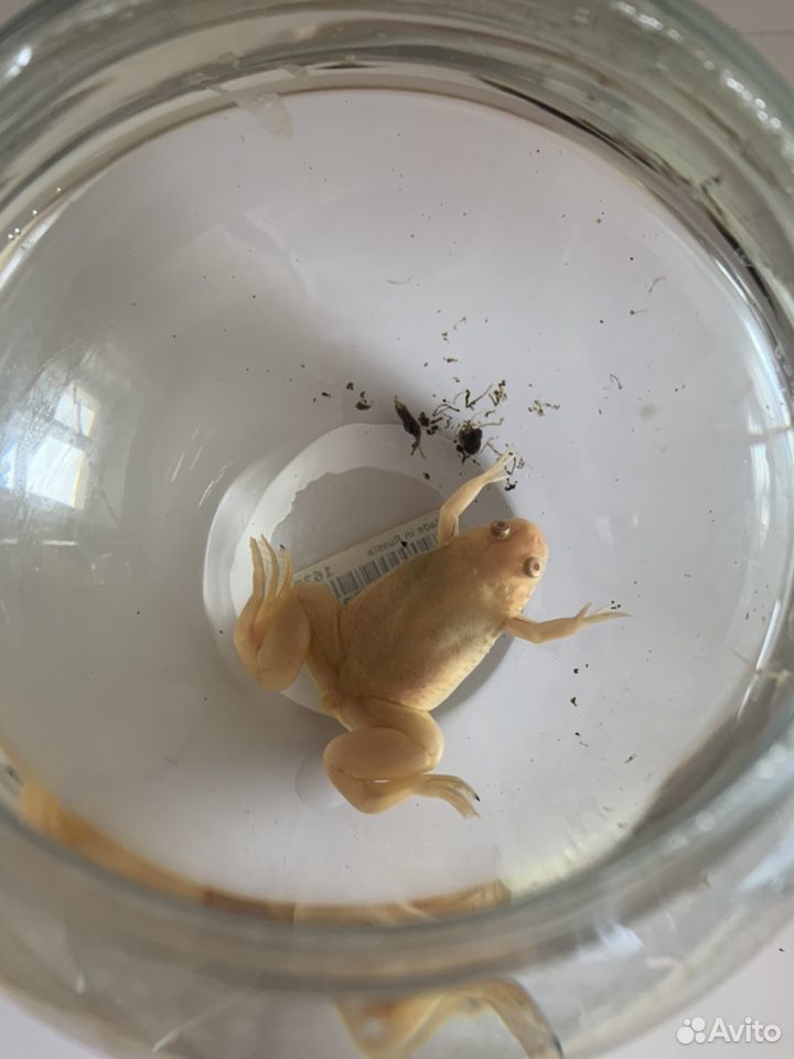 Живая декоративная аквариумная лягушка