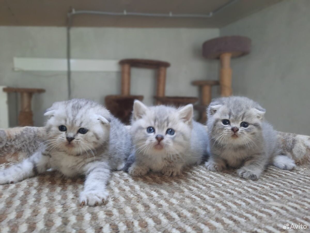 Котята от шиншиллы