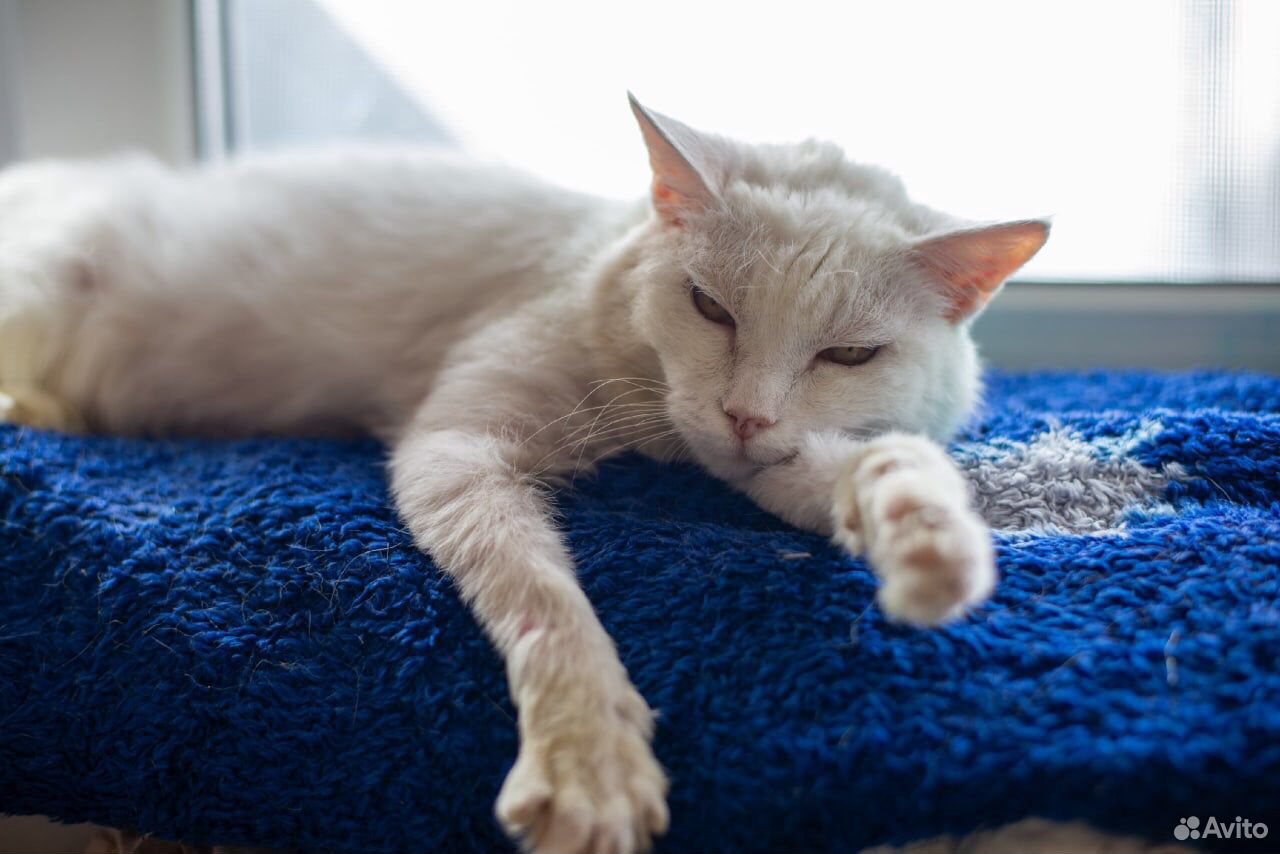 Кошка бесплатно