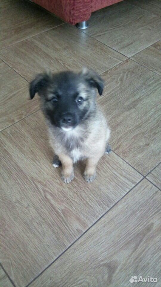 Щенок Николаич