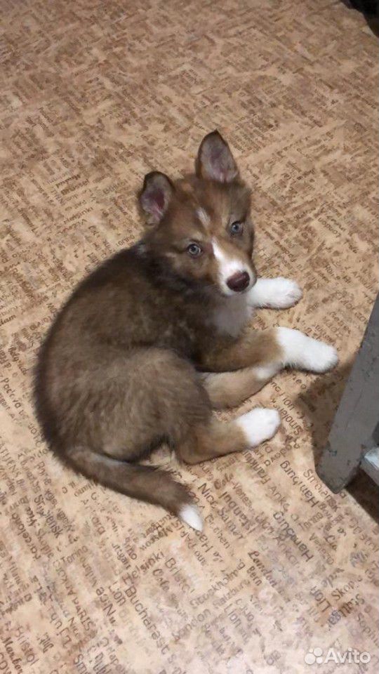 Продам щенка