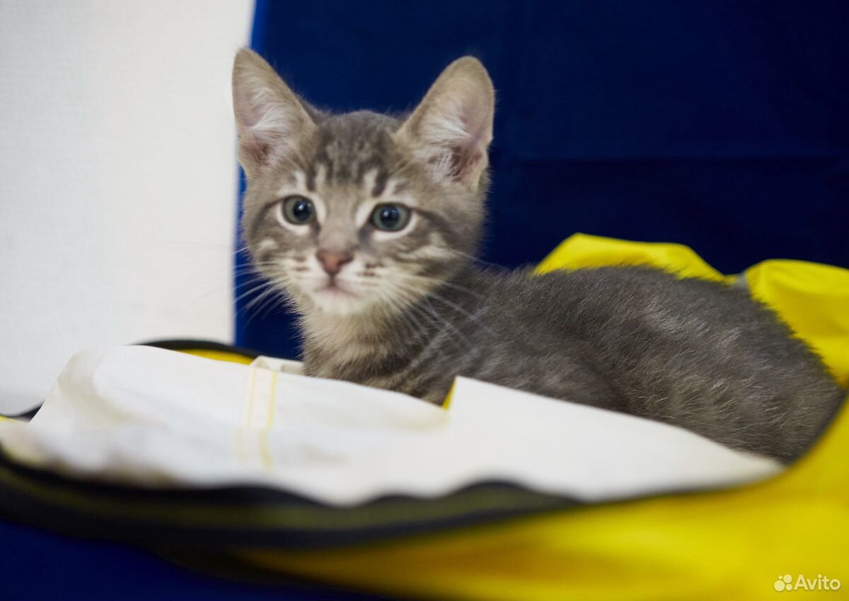 Серж ищет дом. 2,5 месяца