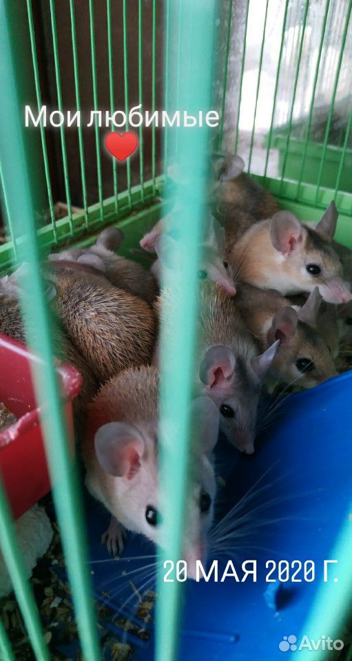 Иглистые мыши