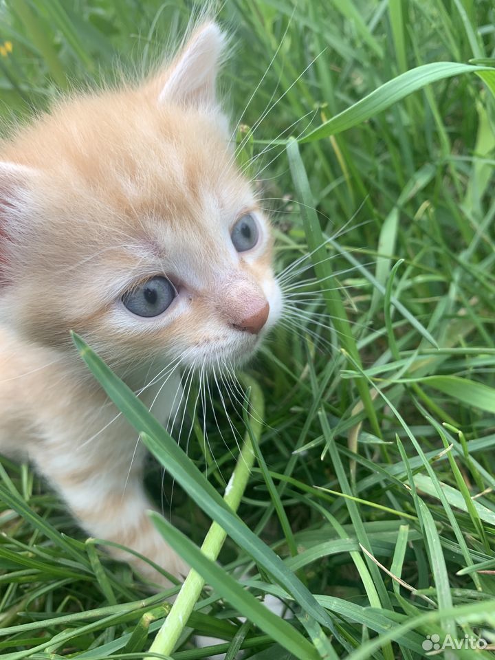 Рыжий котенок