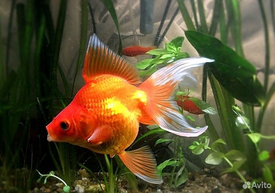 Золотая рыбка, оранда красная, чёрный телескоп