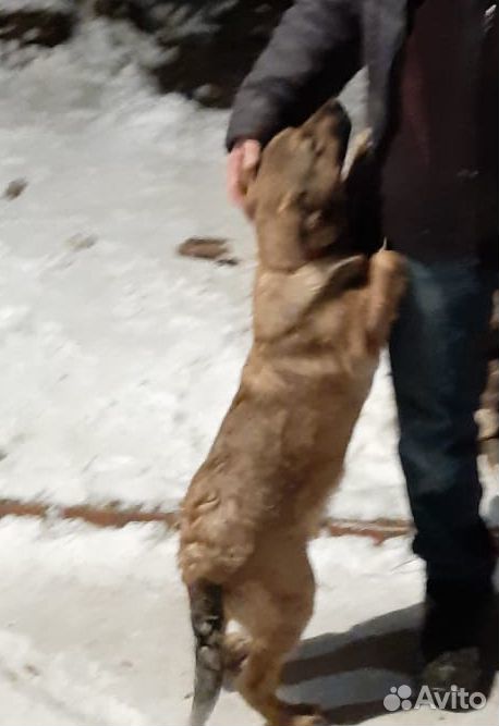 Пёс. Собака