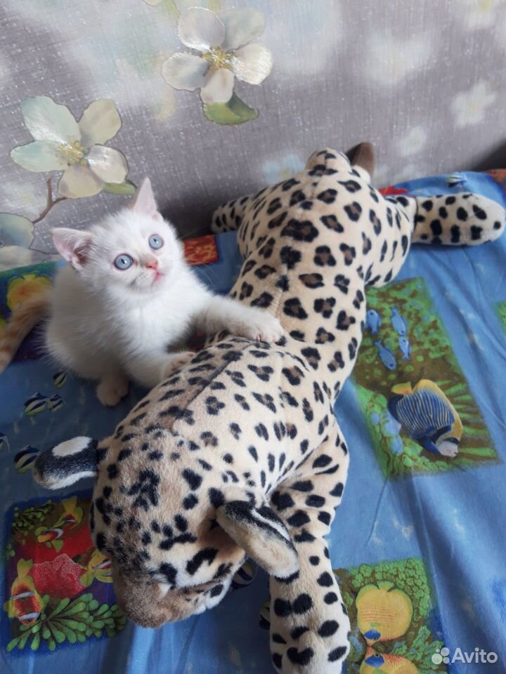 Шотландский шалунишка